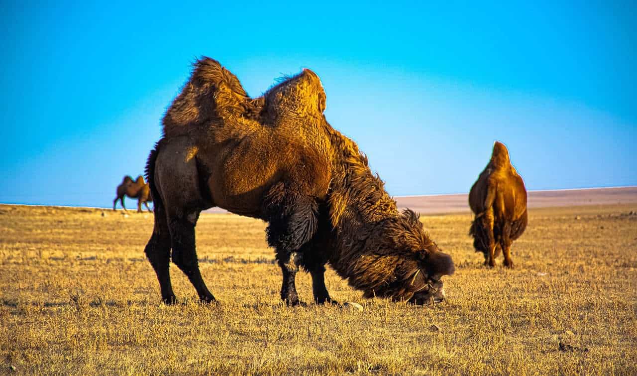 The Ultimate Encyclopedia of Animal Fiber: Everything You Need to Know